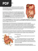Función y Estructura de Criptas de Lieberkühn | PDF