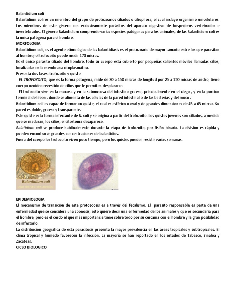 Balantidium Coli | Heces | Inmunología