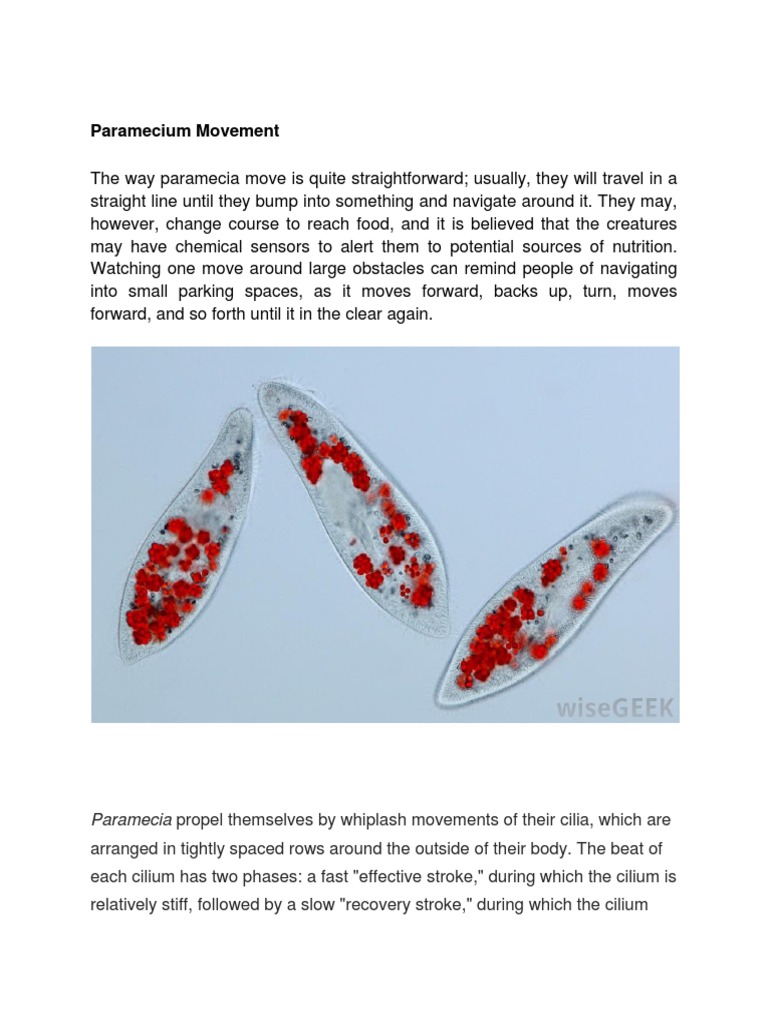 Paramecium Locomotion Explained | PDF | Cell Biology | Biology