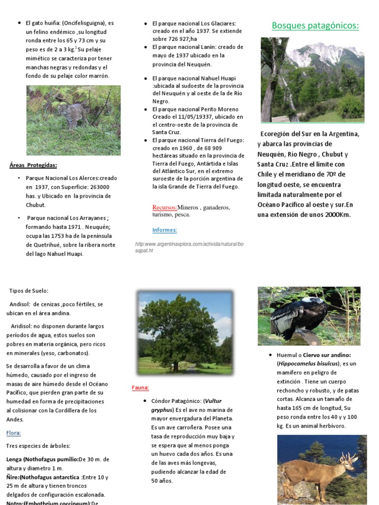 Triptico Bosques Patagonicos | PDF | Conservación | Naturaleza