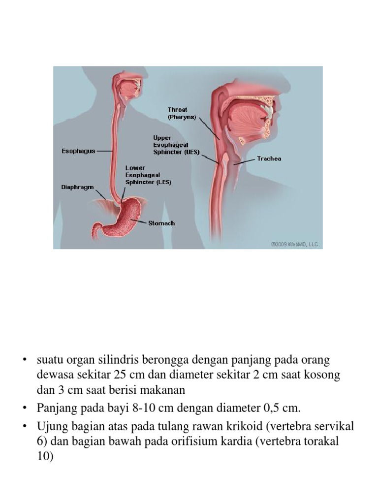 Anatomi dan Struktur Esofagus Manusia | PDF