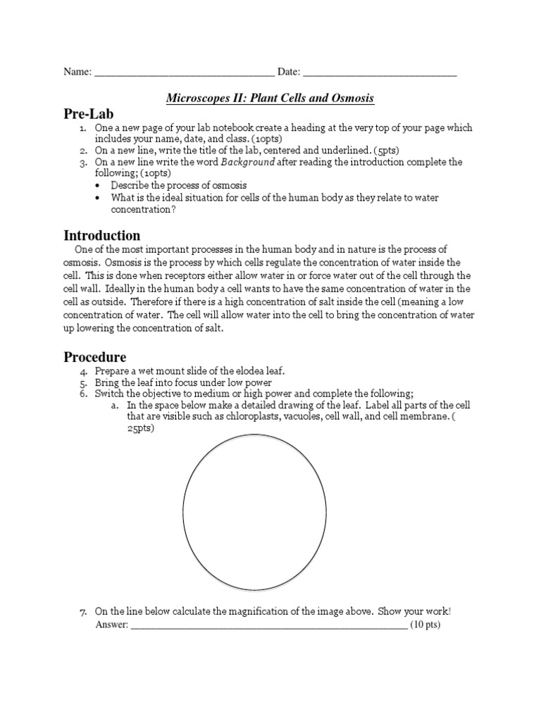 Plant Cells and Osmosis Lab Guide | PDF | Osmosis | Cell (Biology)