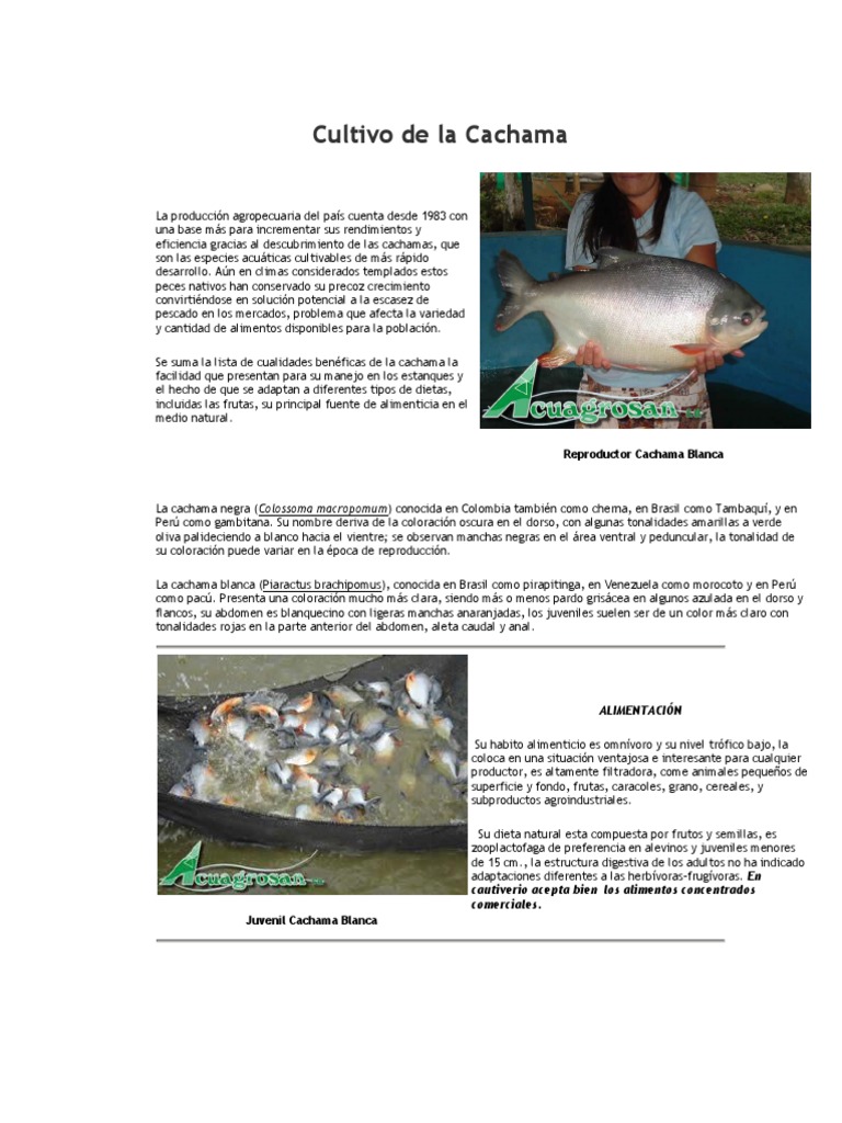 Cultivo y características de la cachama | PDF | Tecnología