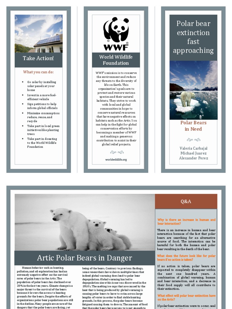 Polar Bear Brochure | PDF | Polar Bear | Bears