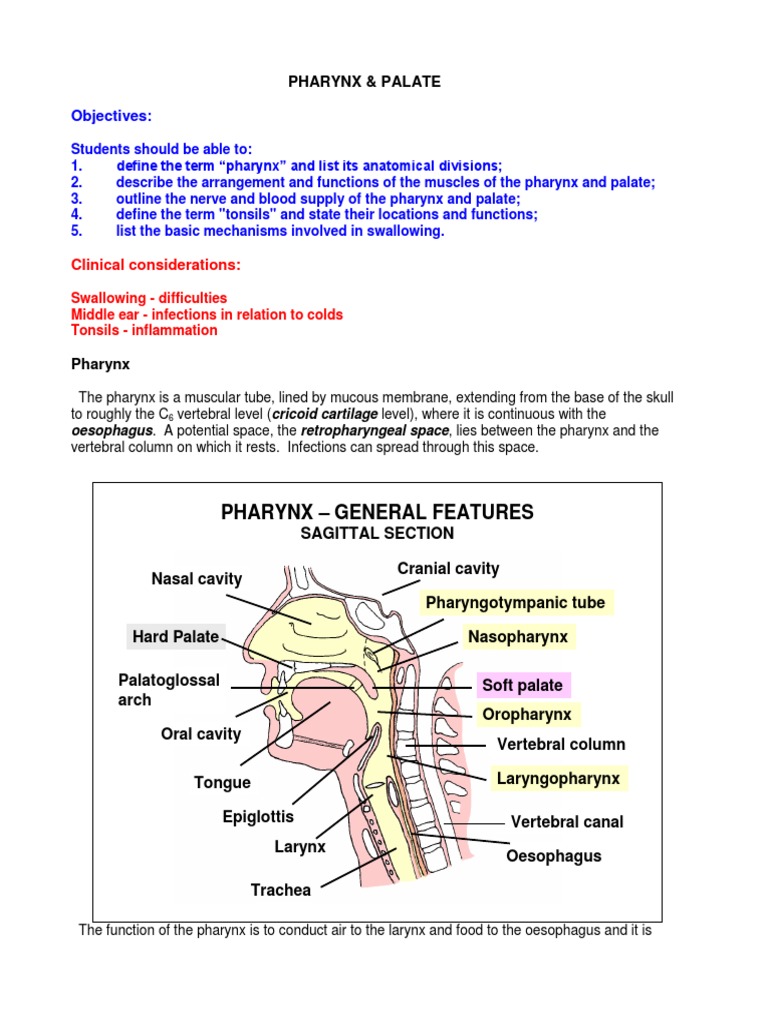 Pharynx Notes | PDF | Larynx | Common Carotid Artery
