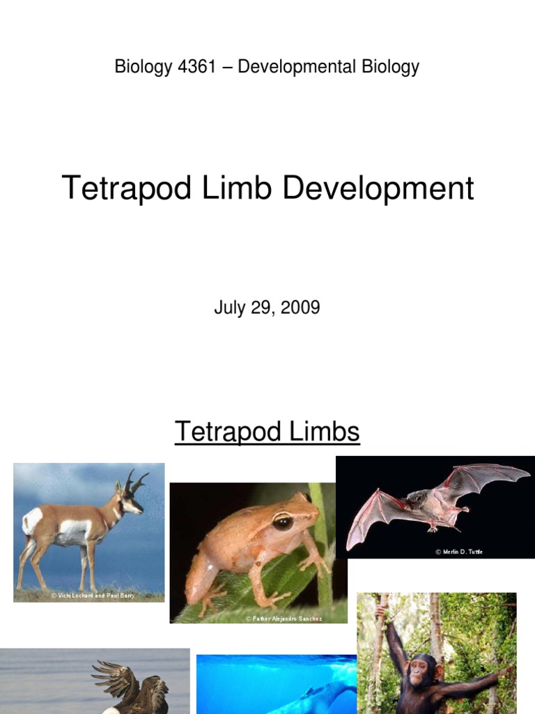 Vertebrate Limb Development | PDF | Cellular Processes | Developmental ...
