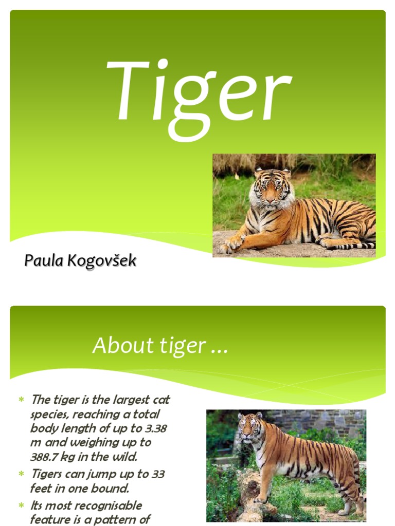 Tiger Facts and Life Cycle Overview | PDF