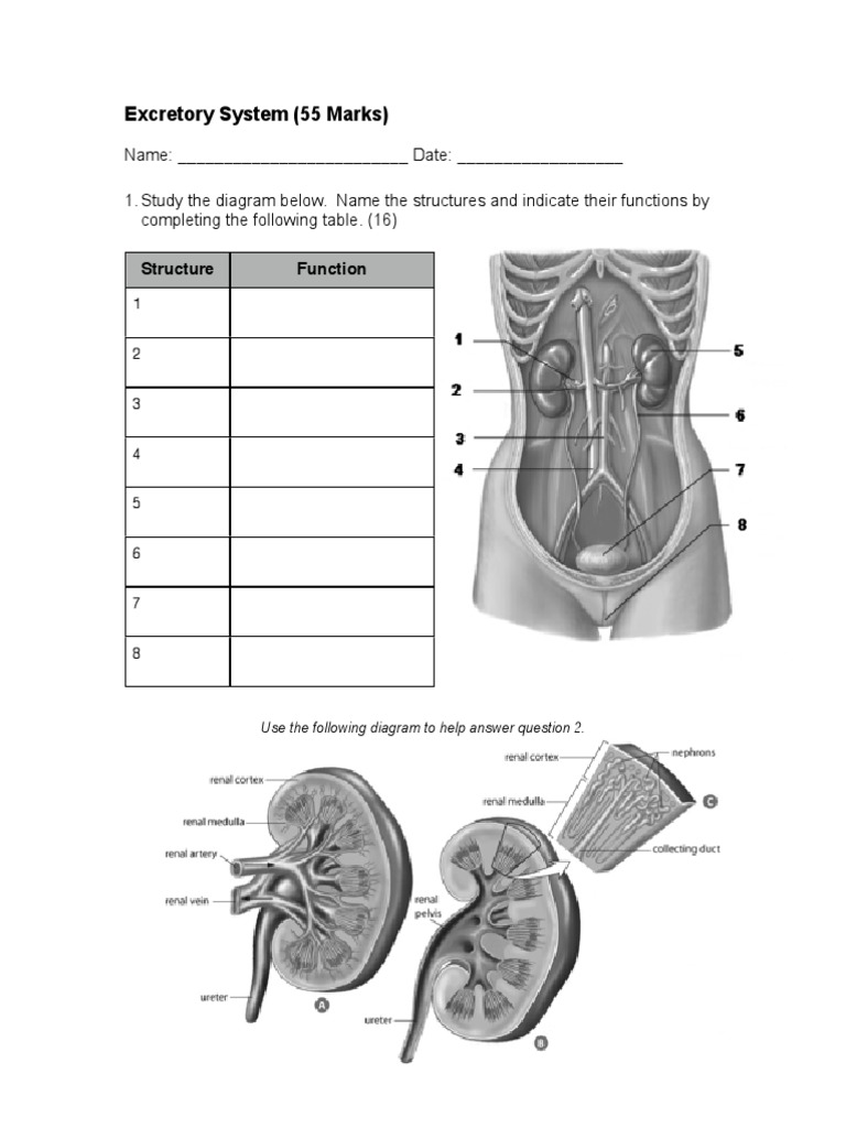 6 Excretory System Question | PDF | Dialysis | Kidney