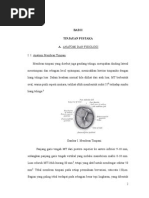 Anatomi Membran Timpani dan Kavum Timpani | PDF