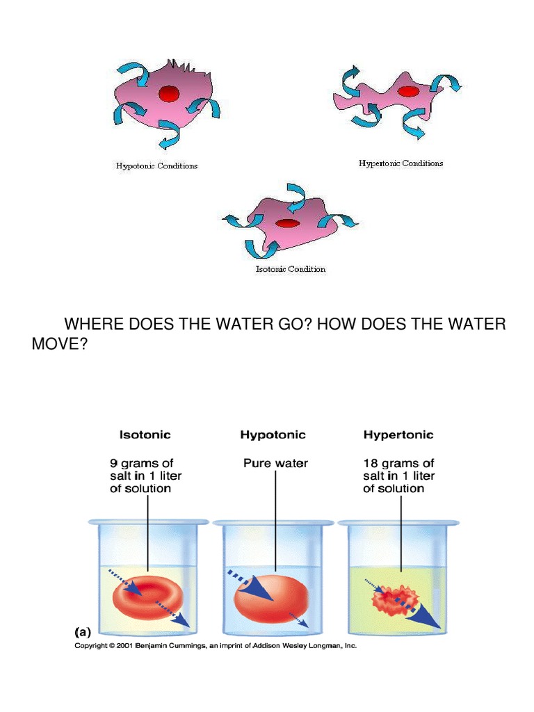 Hyper Hypo Iso Diagrams | PDF