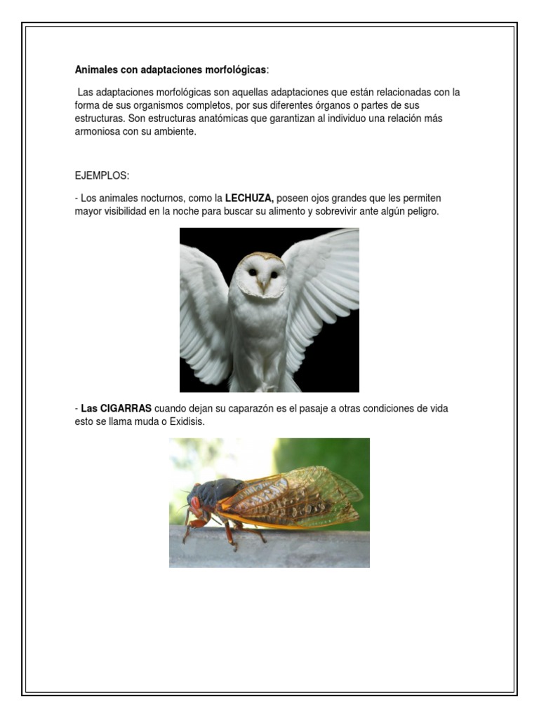 Animales Con Adaptaciones Morfológicas y Fisiologicas | PDF