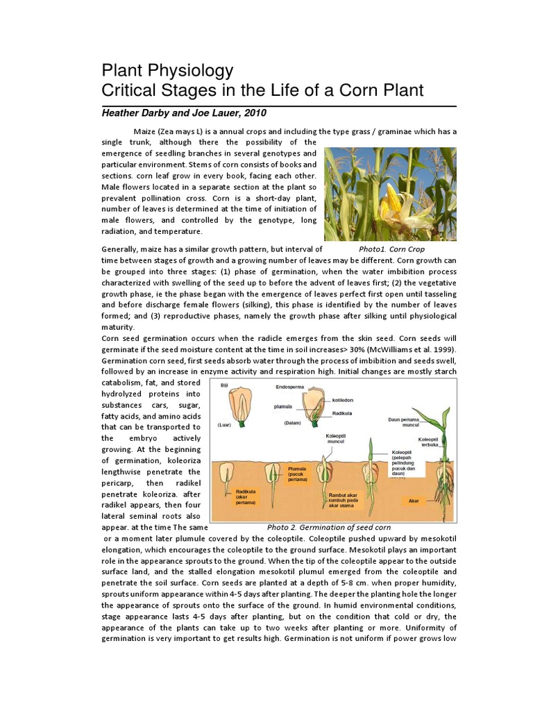 Plant Physiology Phenology of Corn | PDF | Seed | Maize