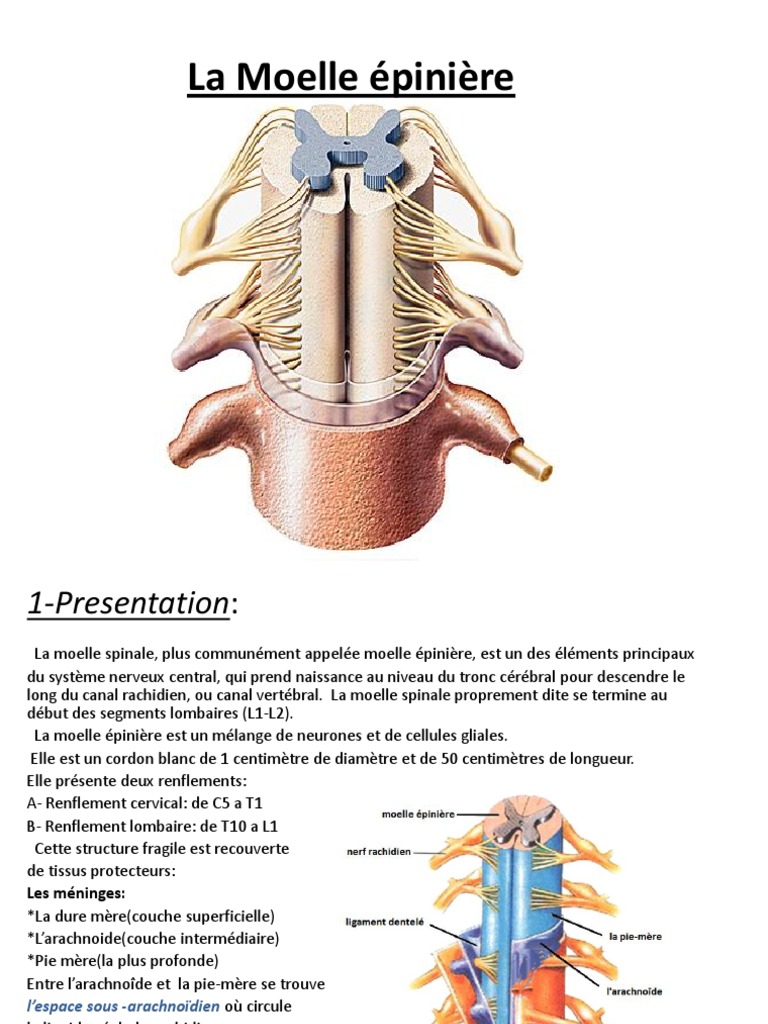 La Moelle Épinière. | Moelle épinière | Anatomie animale