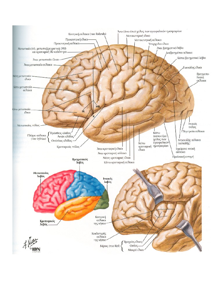 Images of the brain by Netter atlas