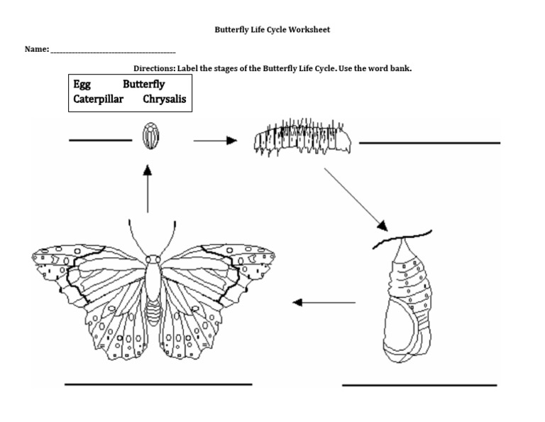 Butterfly Life Cycle Worksheet | PDF