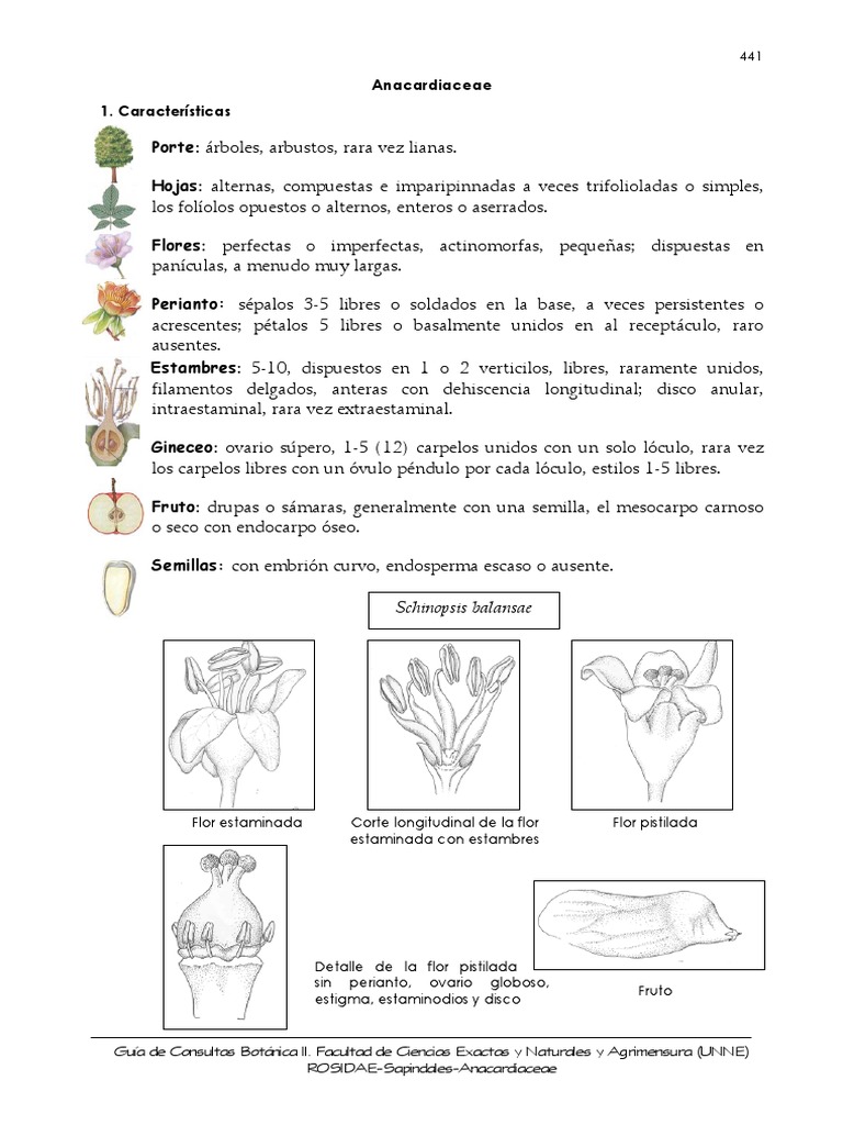 Características de Anacardiaceae y Urunday | PDF | Flores | Morfología ...
