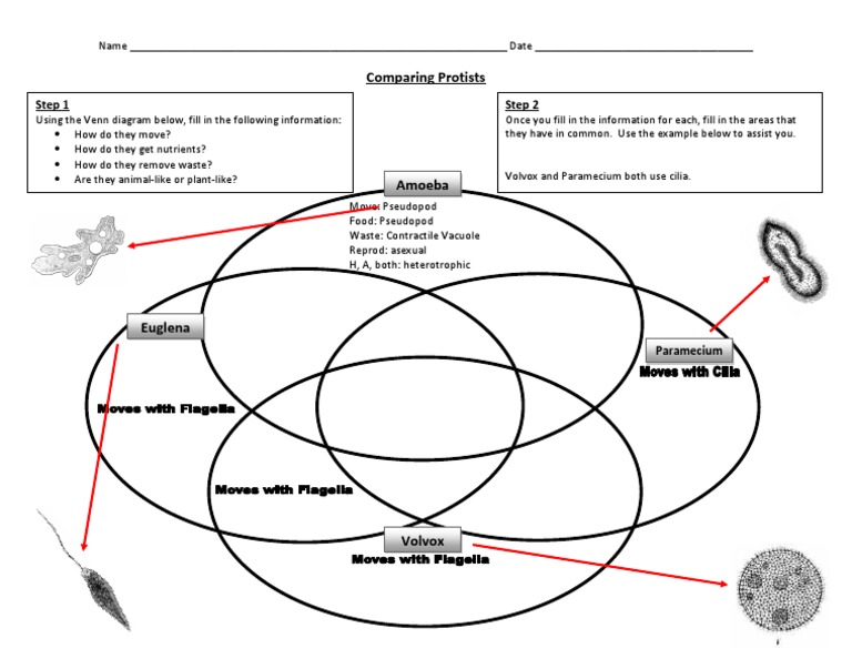 Comparing Protists with Venn Diagram | PDF