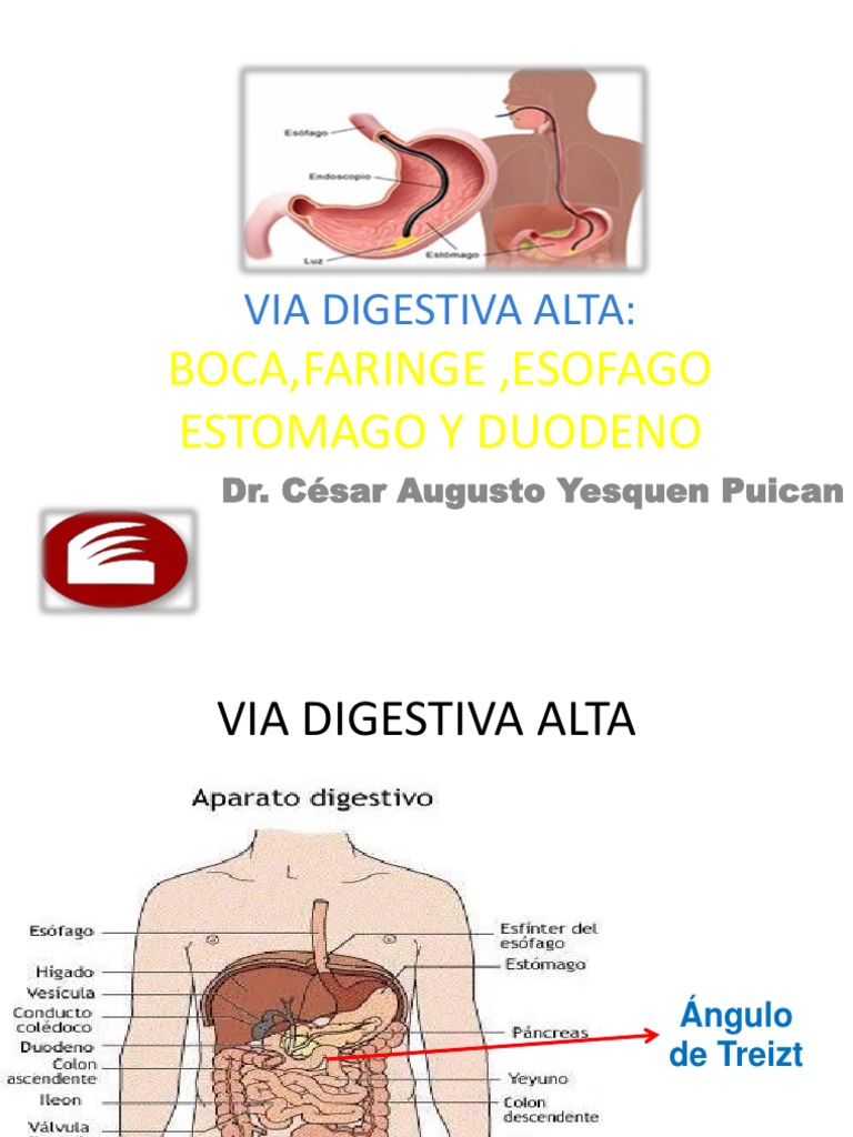 VIA DIGESTIVA ALTA.pptx | Lengua | Diente humano