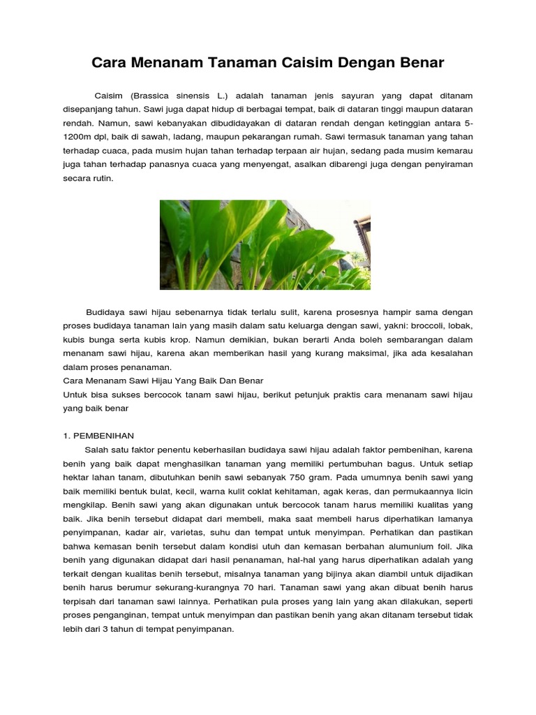 Cara Menanam Tanaman Caisim Dengan Benar | PDF