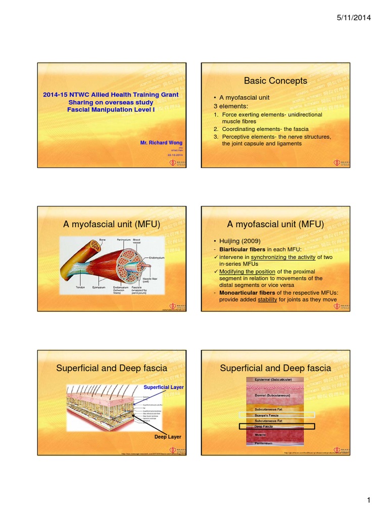 Fascial Manipulation (Brief Introduction) | PDF | Soft Tissue | Anatomy