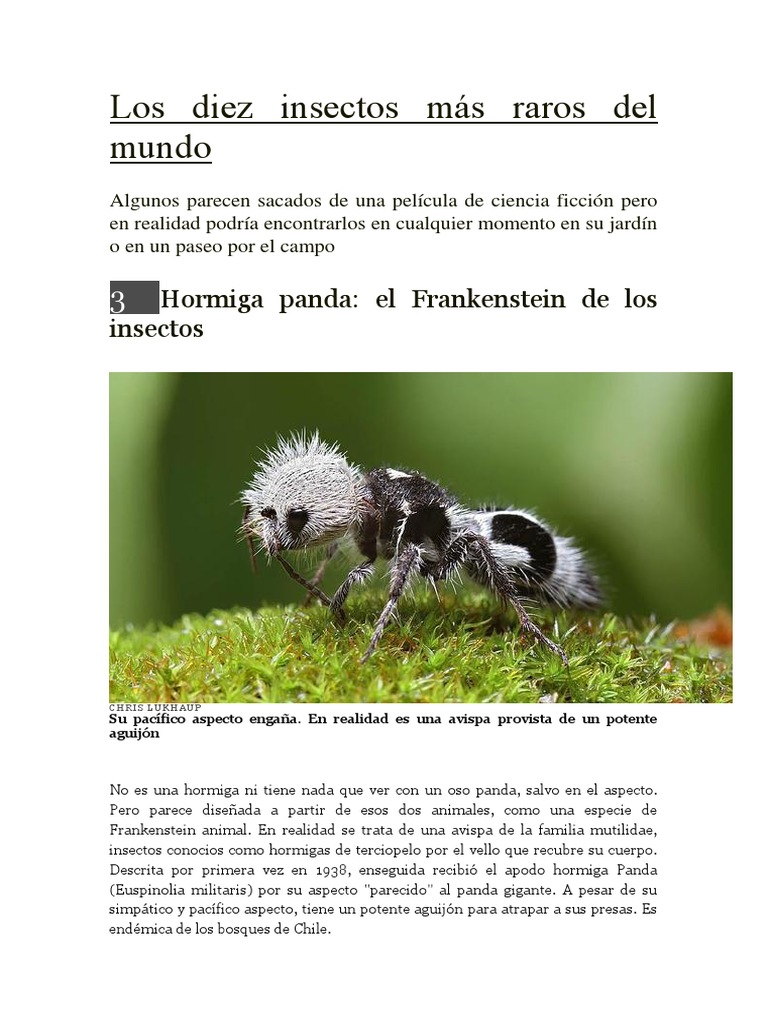 Los Diez Insectos Más Raros Del Mundo. (3 - Hormiga Panda. El ...