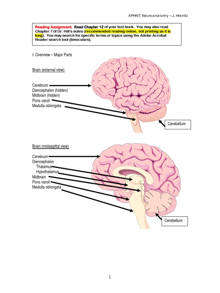 Neuro Anatomy | PDF | Spinal Cord | Cerebral Cortex