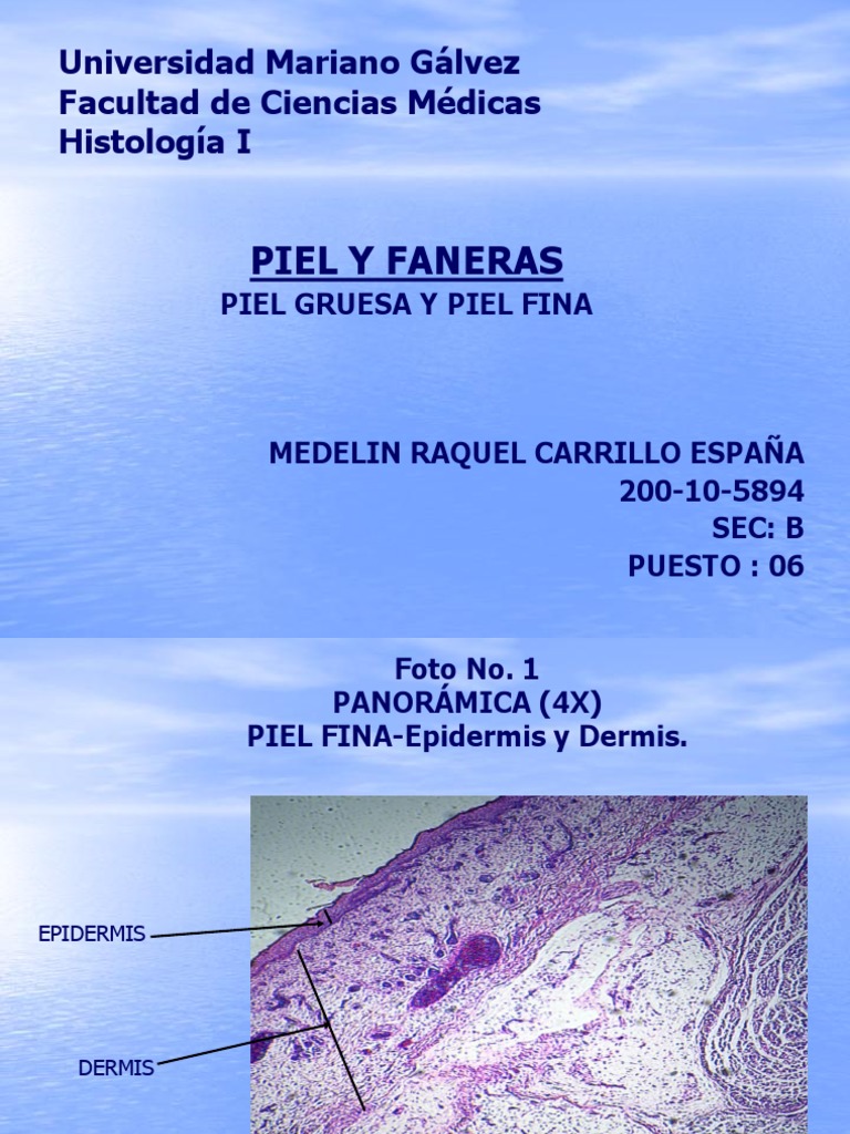 Histologia de La Piel | PDF | Piel | Epidermis