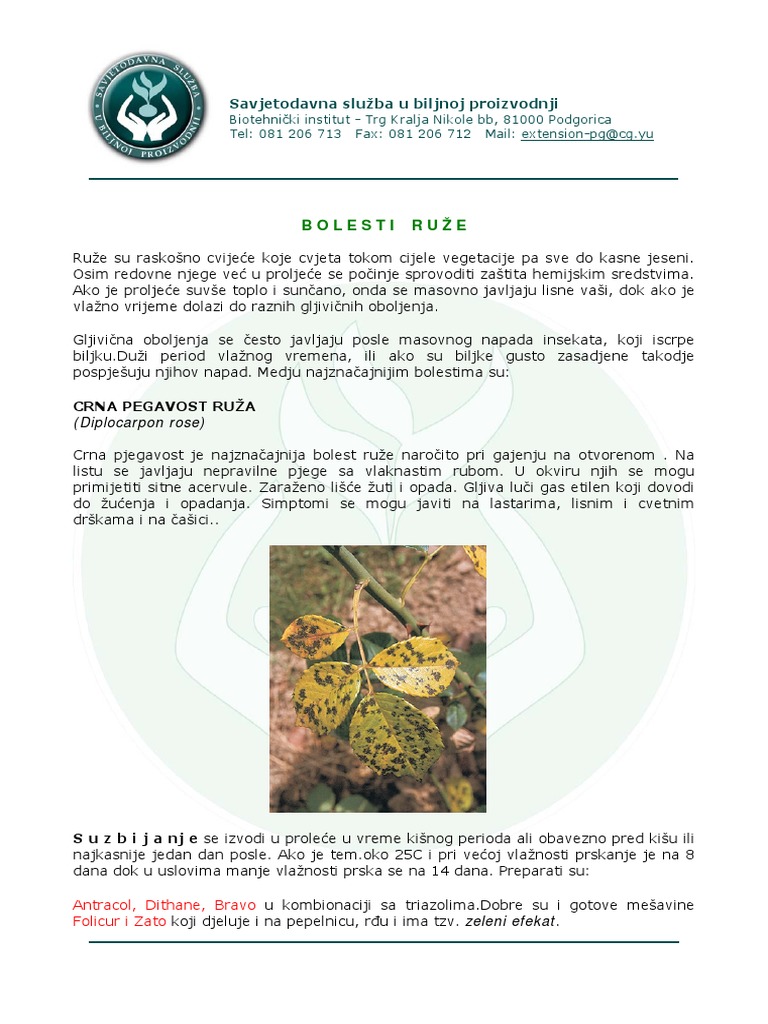 Bolesti Ruze | PDF