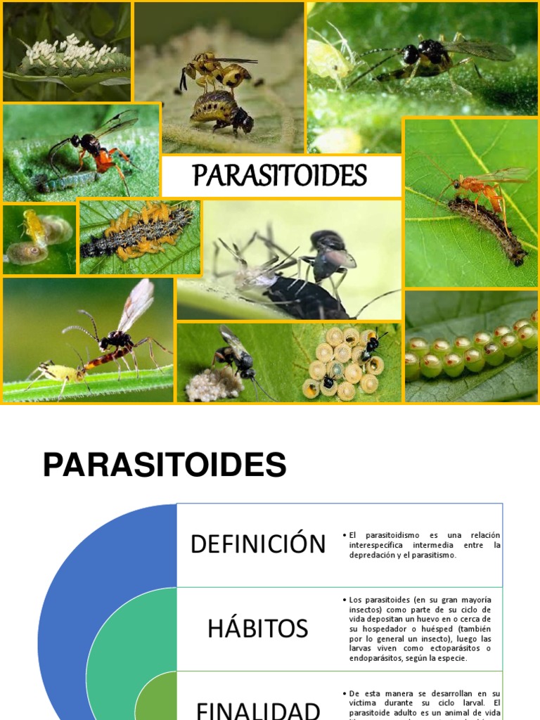 Parasitoides y Entomopatogenos | Organismos | Biología