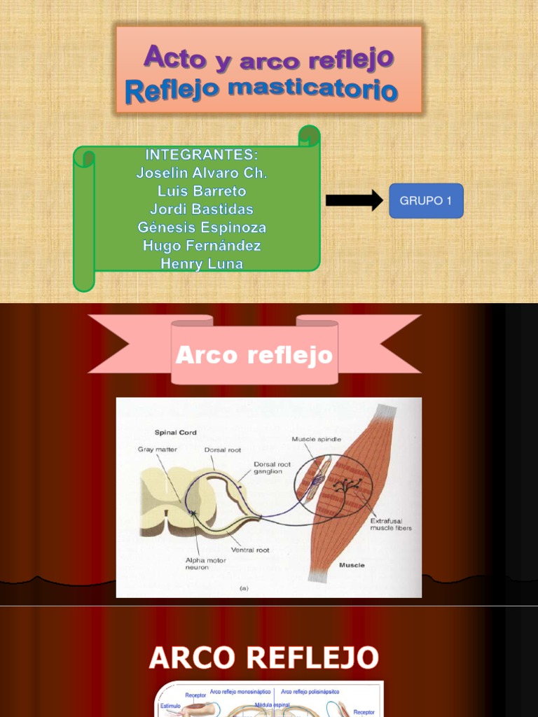Arco y Acto Reflejo y Reflejo Masticatorio | PDF | Neurona | Neurofisiología