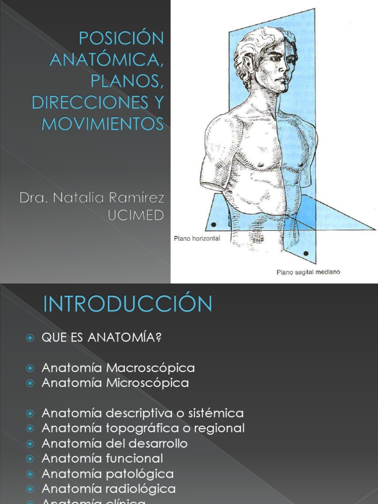 Posición Anatómica | PDF | Mano | Anatomía
