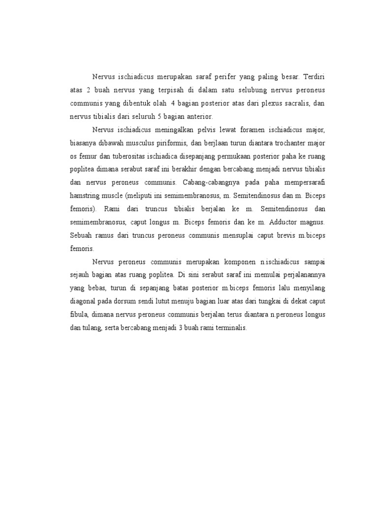 Nervus Ischiadicus Indri | PDF