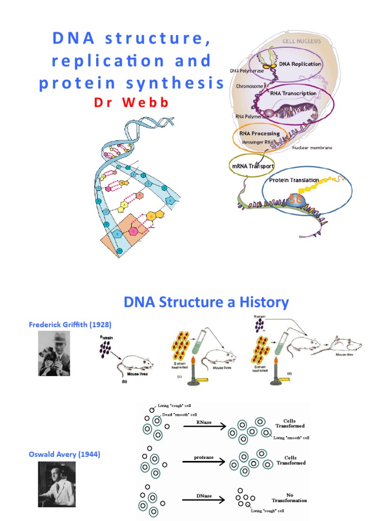 Webb - DNA 1 | PDF | Messenger Rna | Rna
