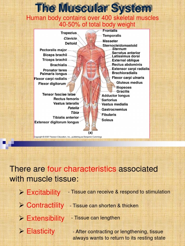 The Muscular System | Download Free PDF | Skeletal Muscle | Anatomical ...