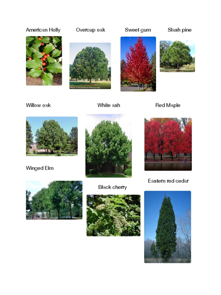 Trees | PDF | Poetry