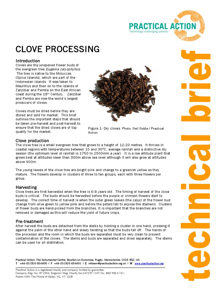 Clove Processing | PDF | Clove | Spice