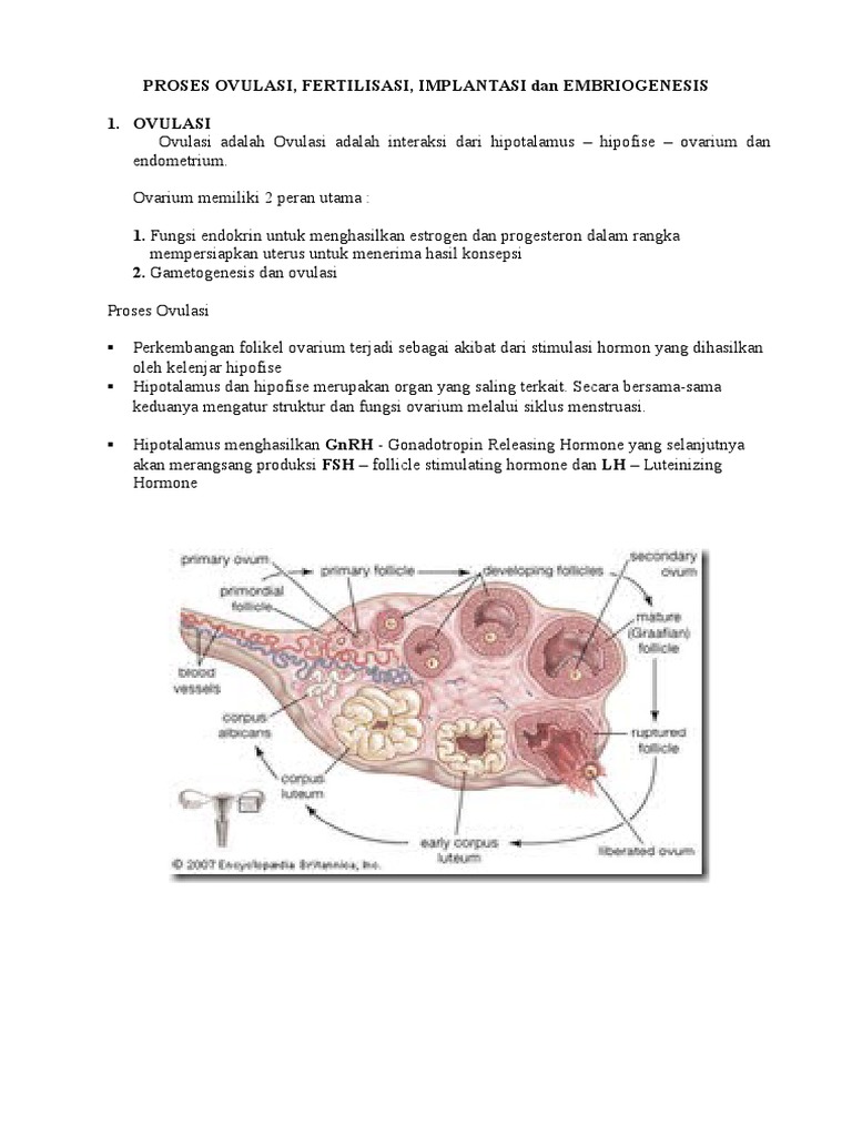 Proses Ovulasi | PDF