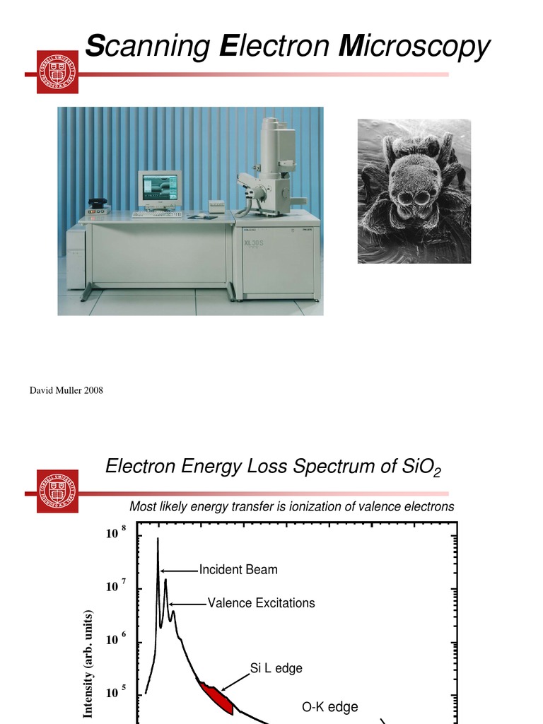 3 Scanning Electron Microscopy