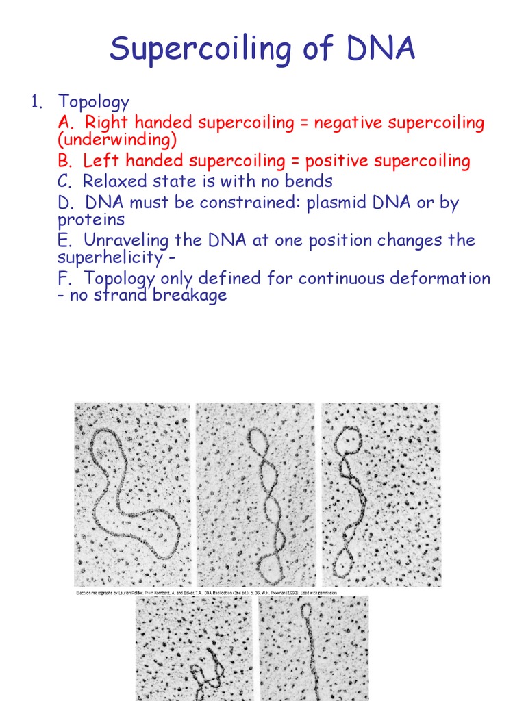 Supercoiling of DNA: 1. Topology | PDF | Molecular Biophysics ...