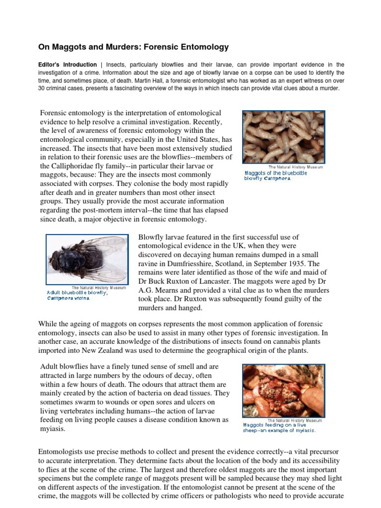 Maggots and Murders | PDF | Decomposition | Nature