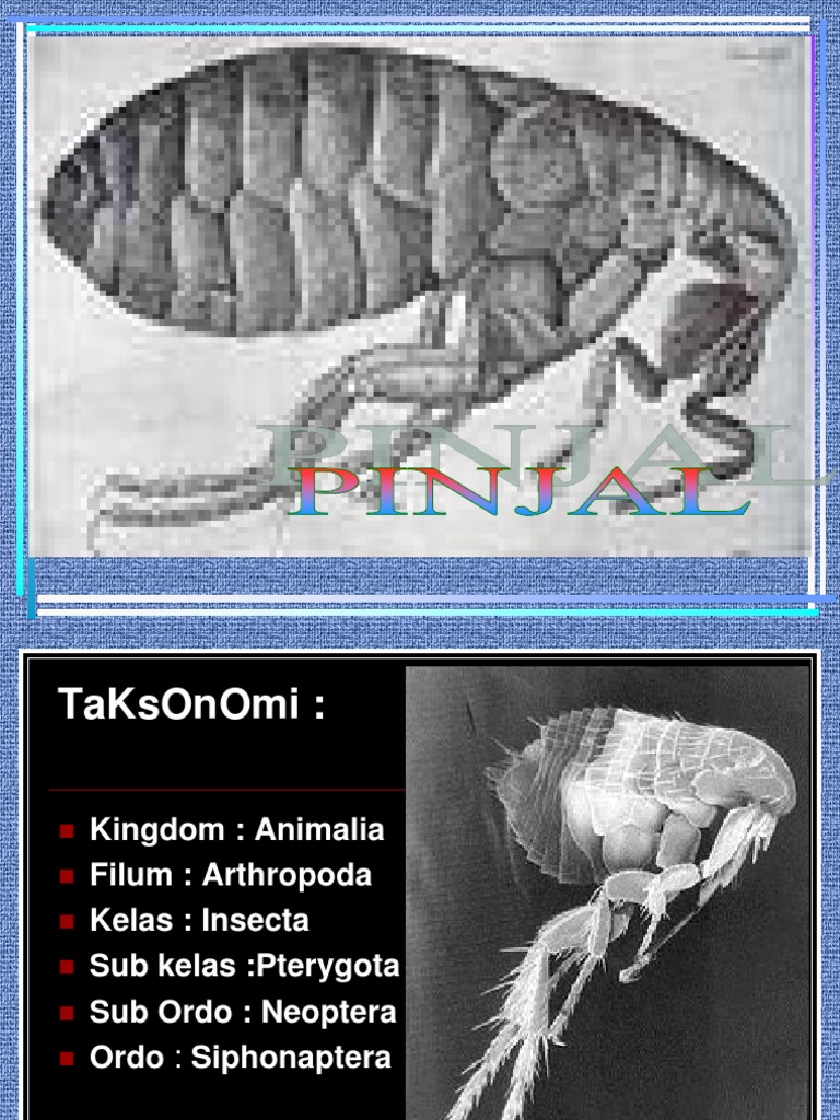 Siphonaptera | PDF | Sains & Matematika
