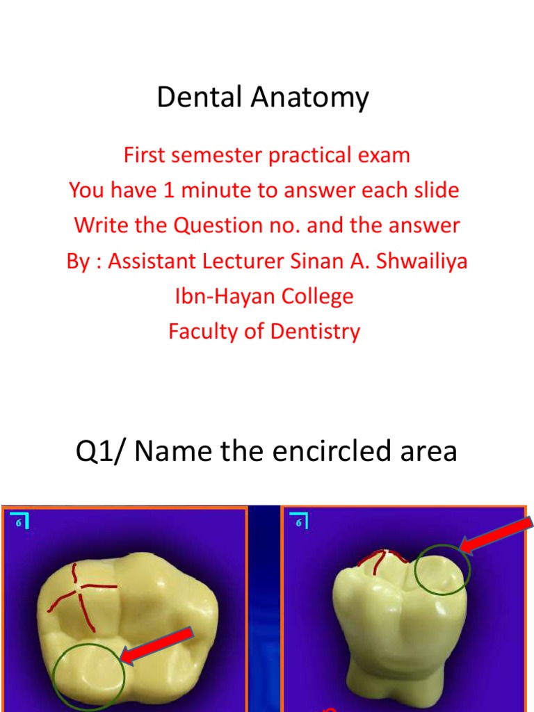 Dental Anatomy Slides Review 1 PDF | PDF