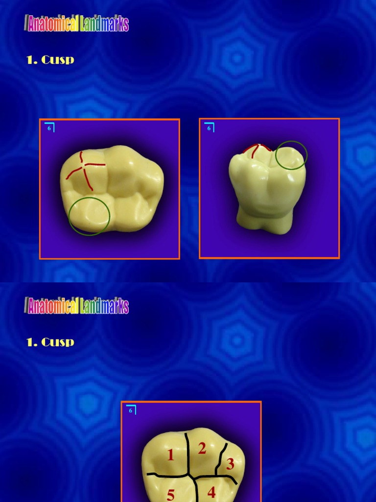 Anatomical Landmarks of Teeth | PDF