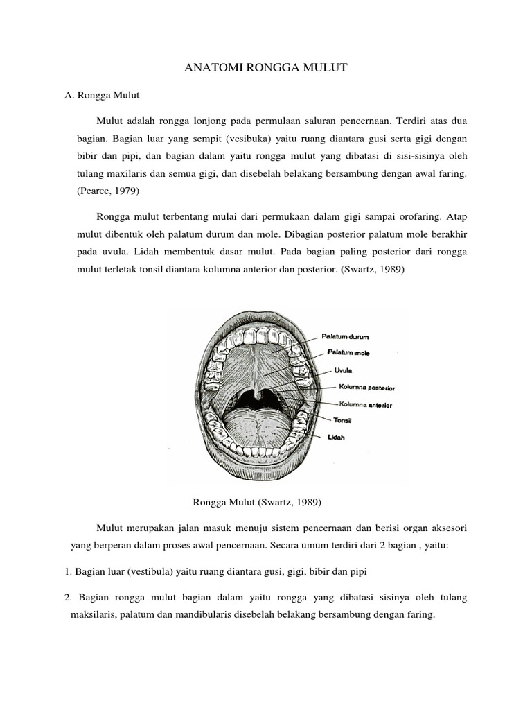 Anatomi Rongga Mulut | PDF
