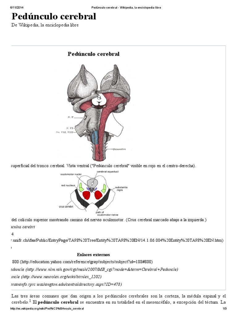 Pedúnculo Cerebral - Wikipedia, La Enciclopedia Libre PDF | PDF ...