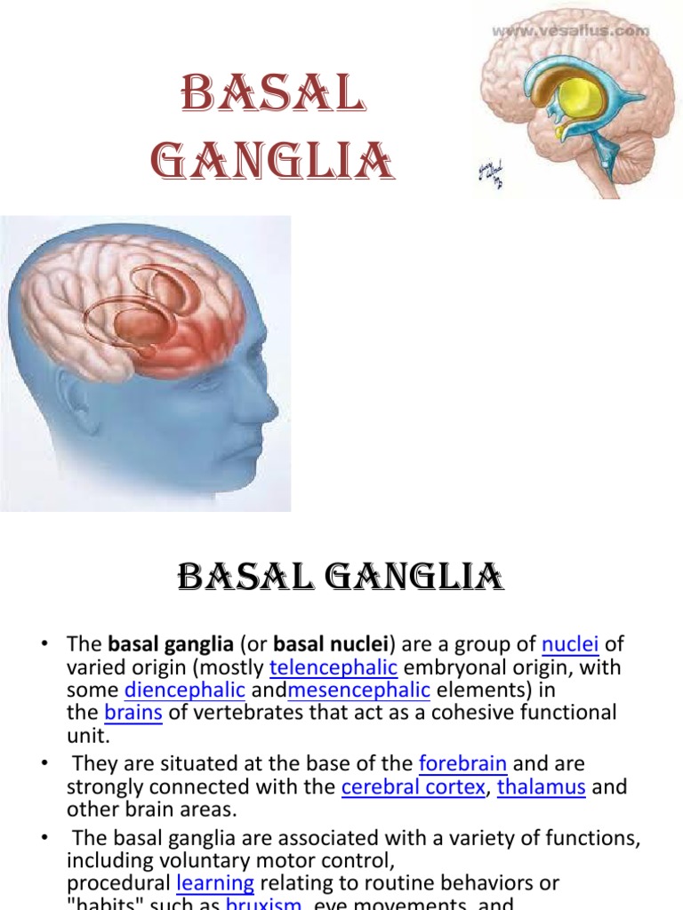 Basal Ganglia | Striatum | Basal Ganglia