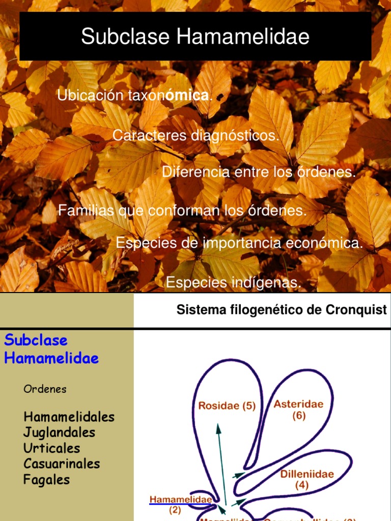 Clasificación de la Subclase Hamamelidae | PDF | Roble | Forma de vida ...