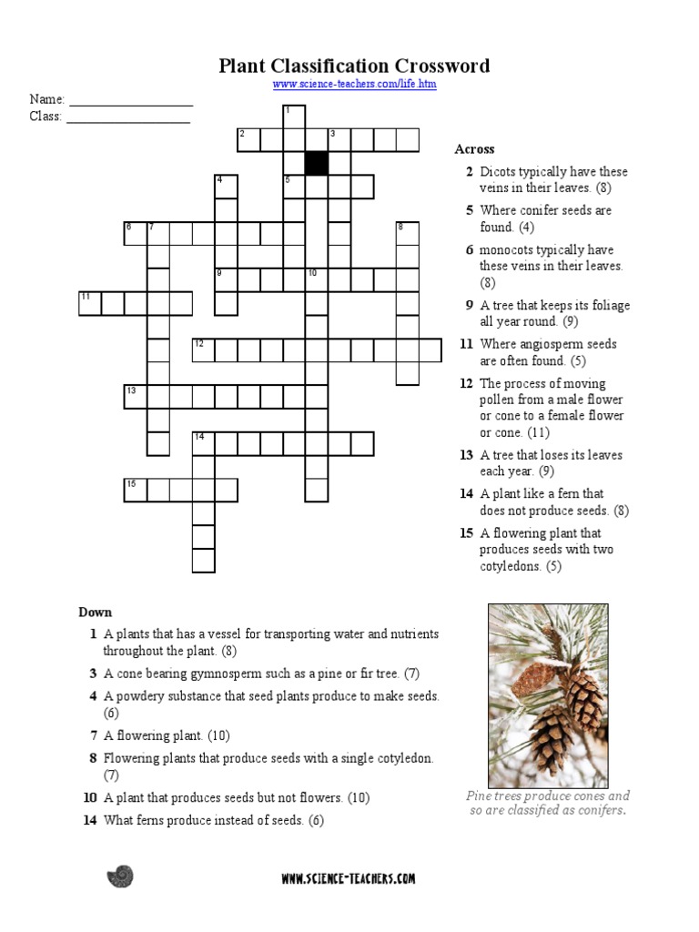 Plant Classification Crossword Puzzle | PDF | Home & Garden ...