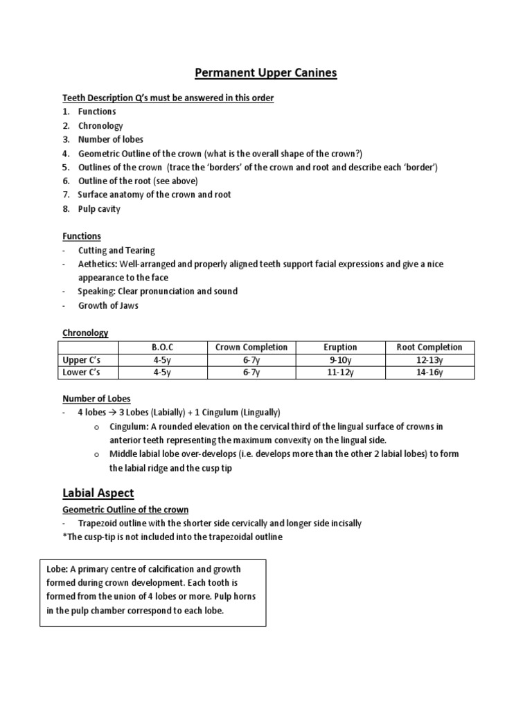 Permanent Upper Canine Notes | PDF | Dental Anatomy | Mouth