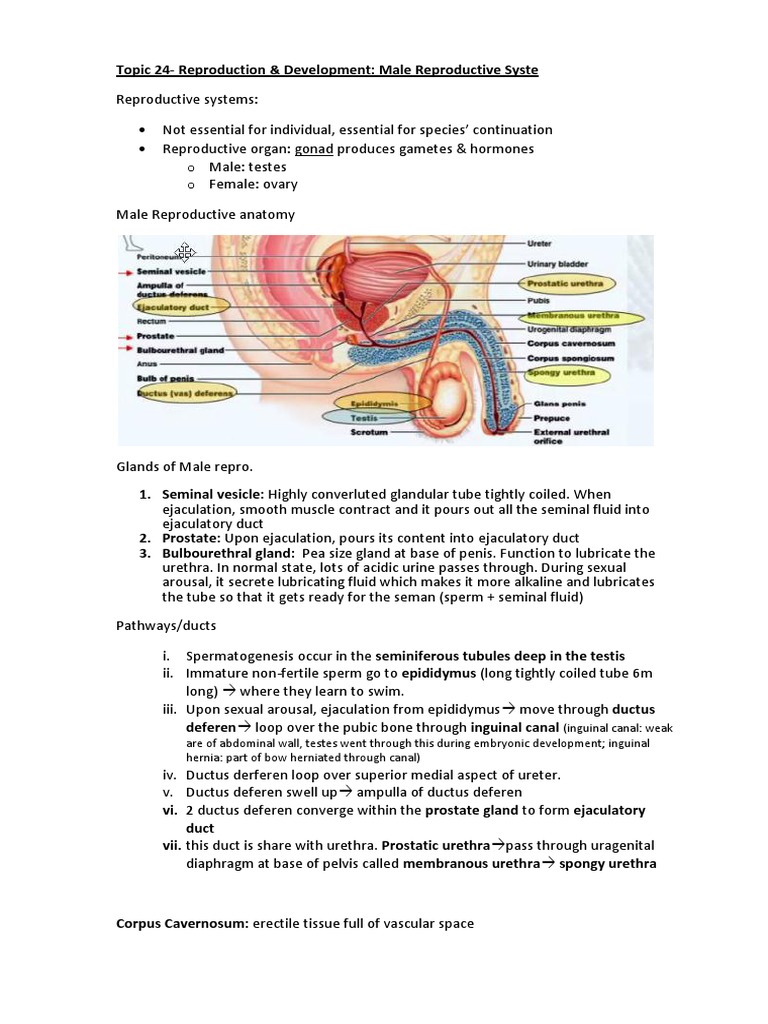 Male Reproductive Systems | PDF | Testicle | Semen